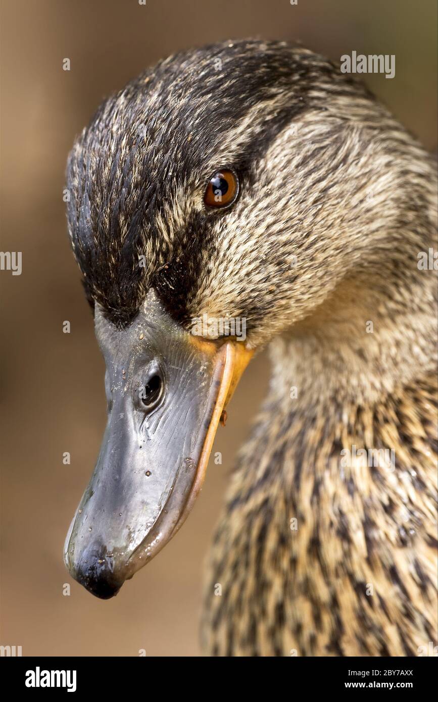 eye of a duck Stock Photo - Alamy