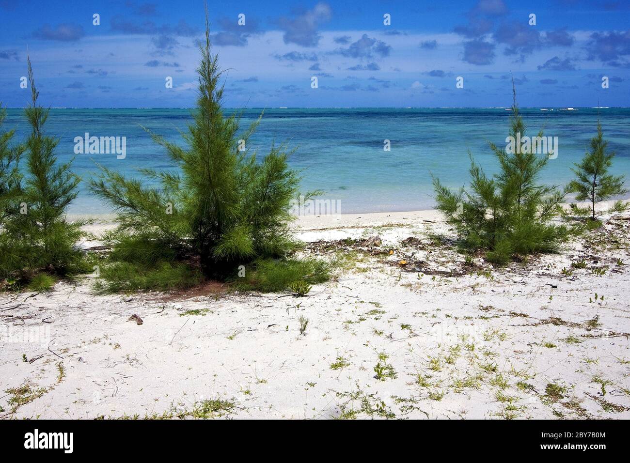 bush in a beach in mauritius Stock Photo - Alamy