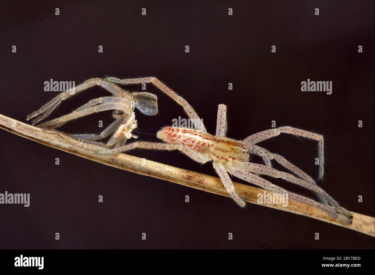 change of spider Stock Photo - Alamy