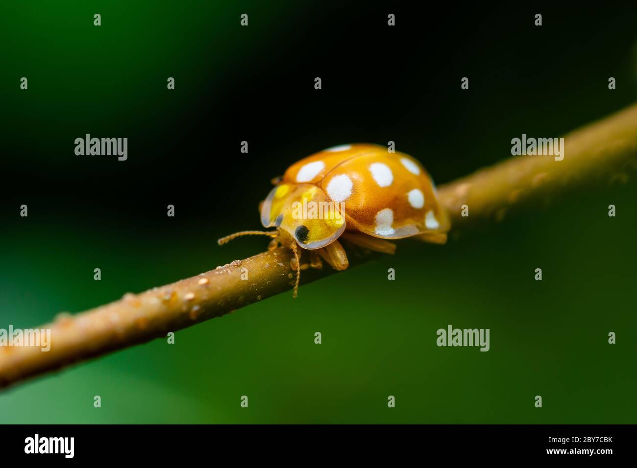Ladybug on twig hi-res stock photography and images - Alamy