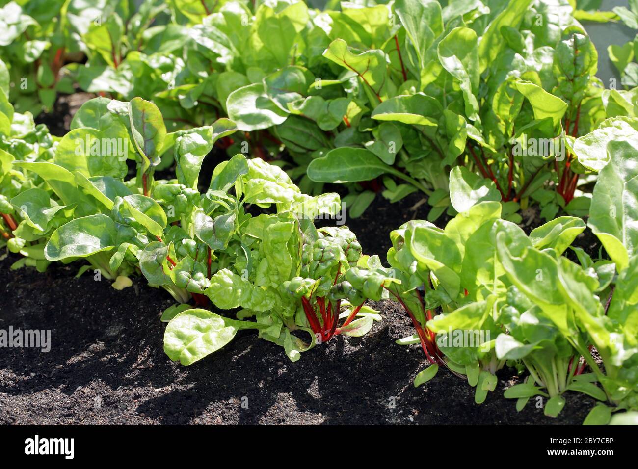 Fresh young spring beetroot grows on a garden bed Stock Photo - Alamy