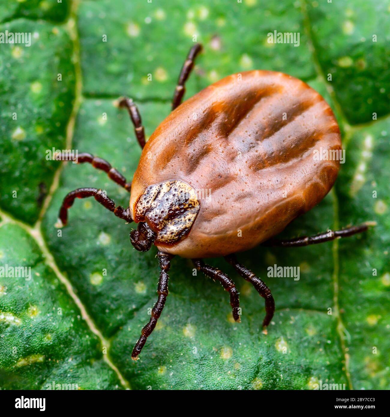 Encephalitis Virus or Lyme Borreliosis Disease or Monkey Fever ...