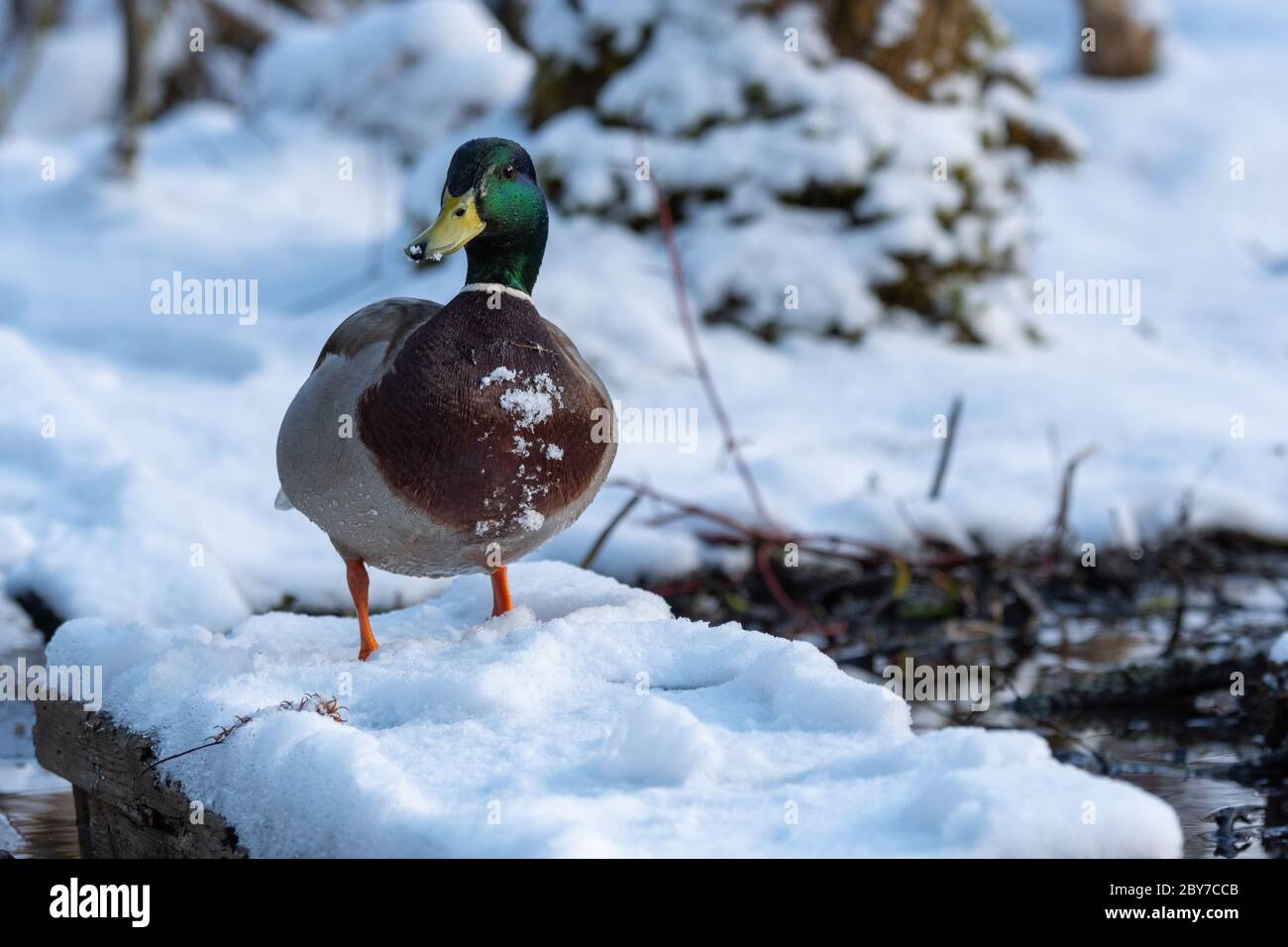 A male mallard standing in a snowy scenery Stock Photo - Alamy