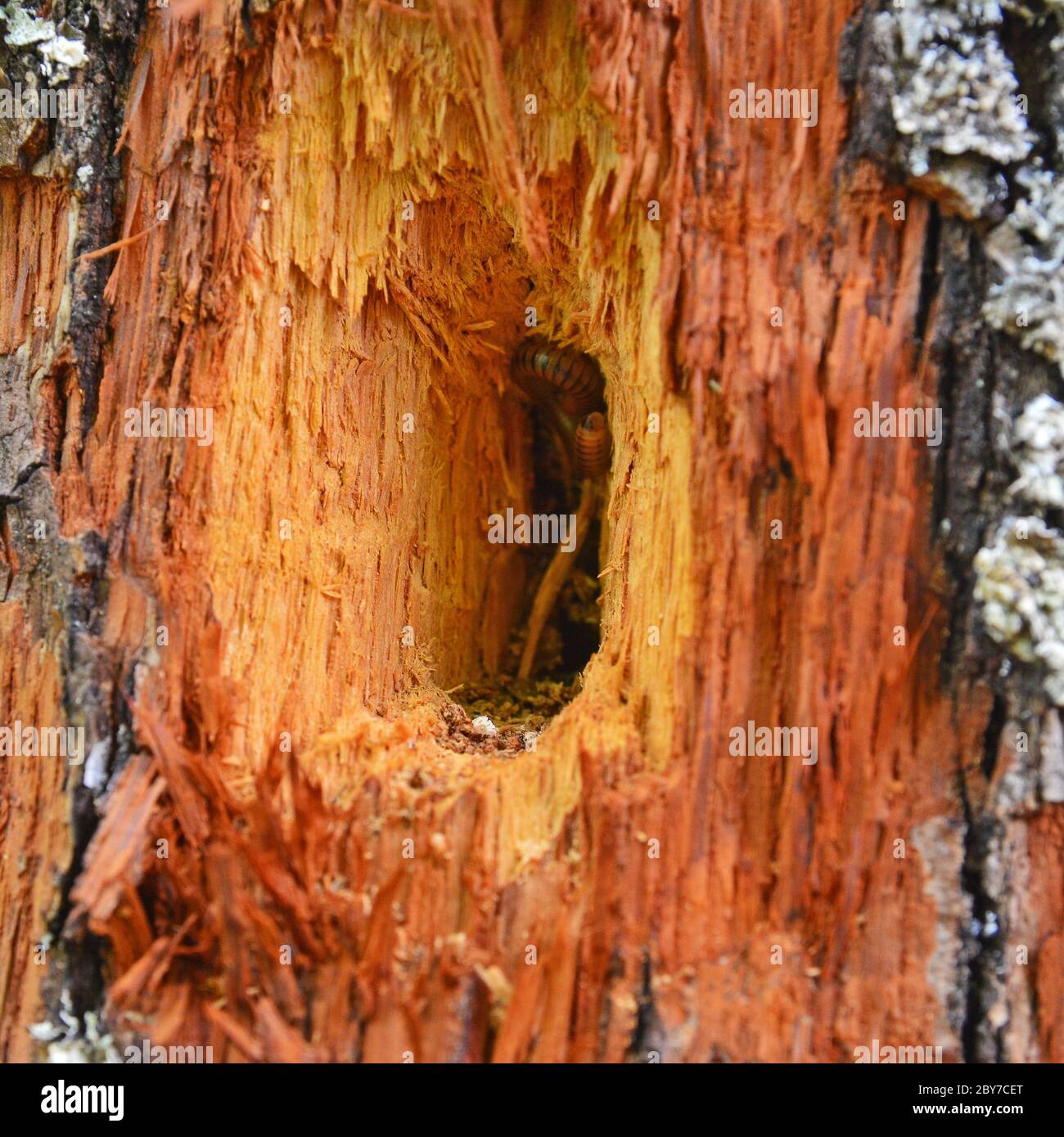 Bird inside tree hole hi-res stock photography and images - Alamy
