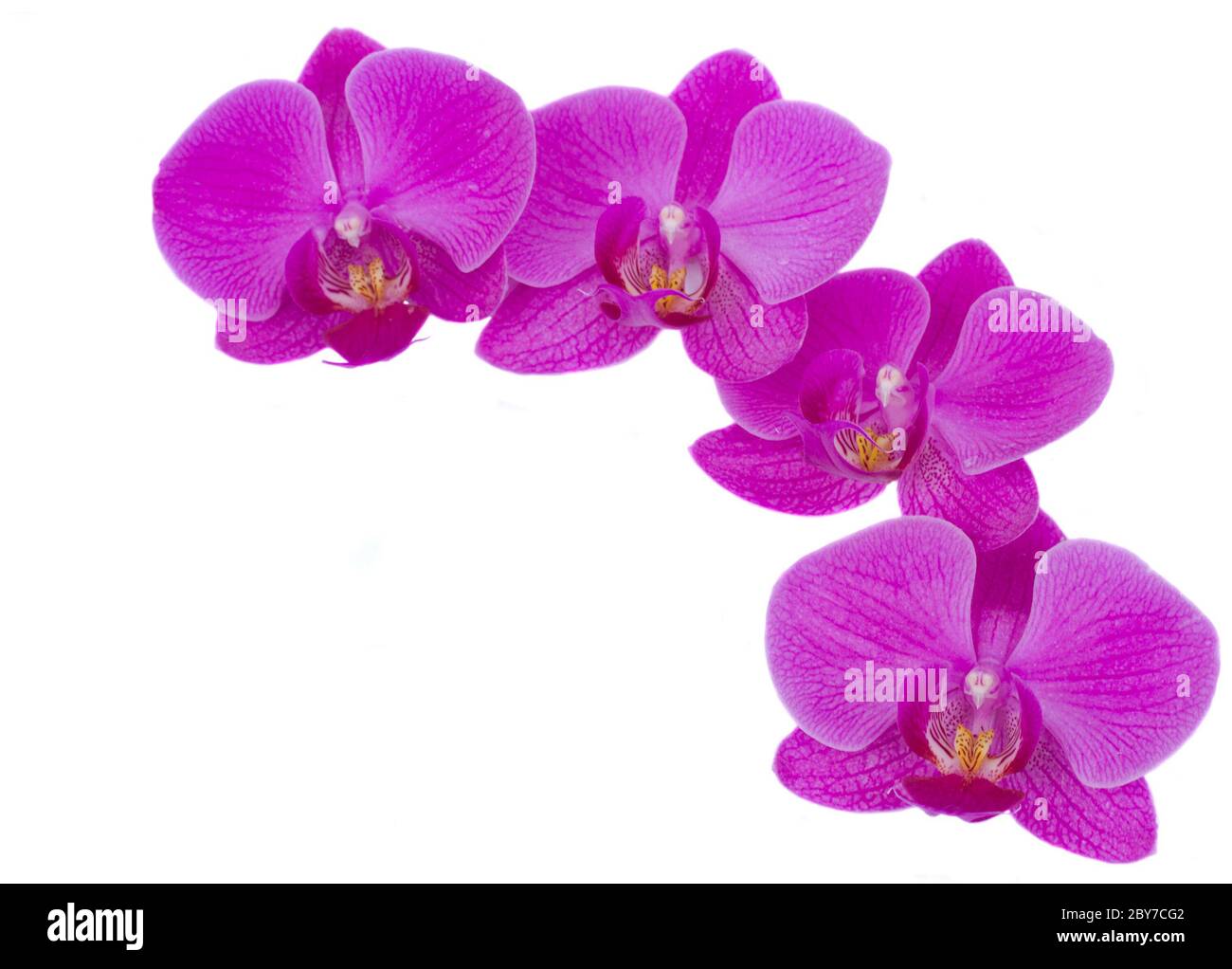 flowers of orchid frame Stock Photo - Alamy