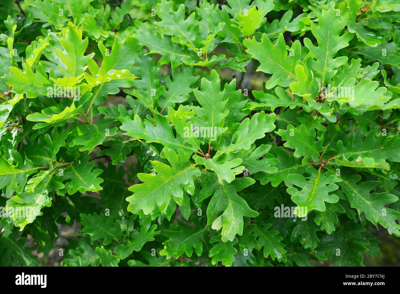 Tree canopy in woods early spring hi-res stock photography and images ...
