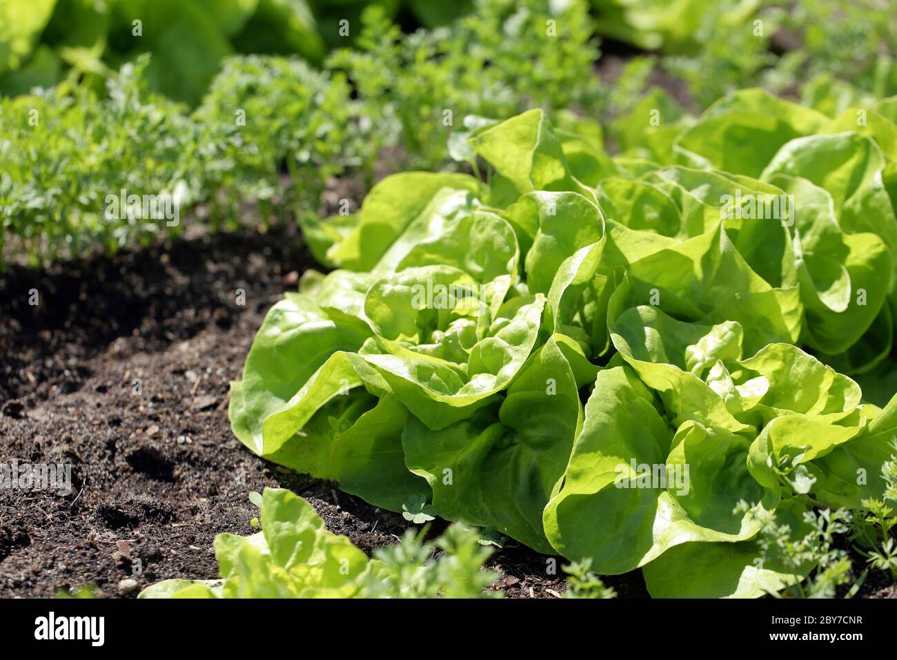 Fresh young spring lettuce grows on a garden bed Stock Photo - Alamy