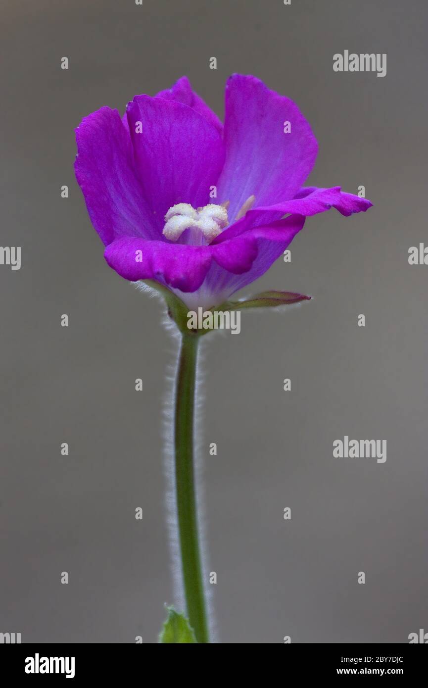 Carnation garofano hi-res stock photography and images - Alamy