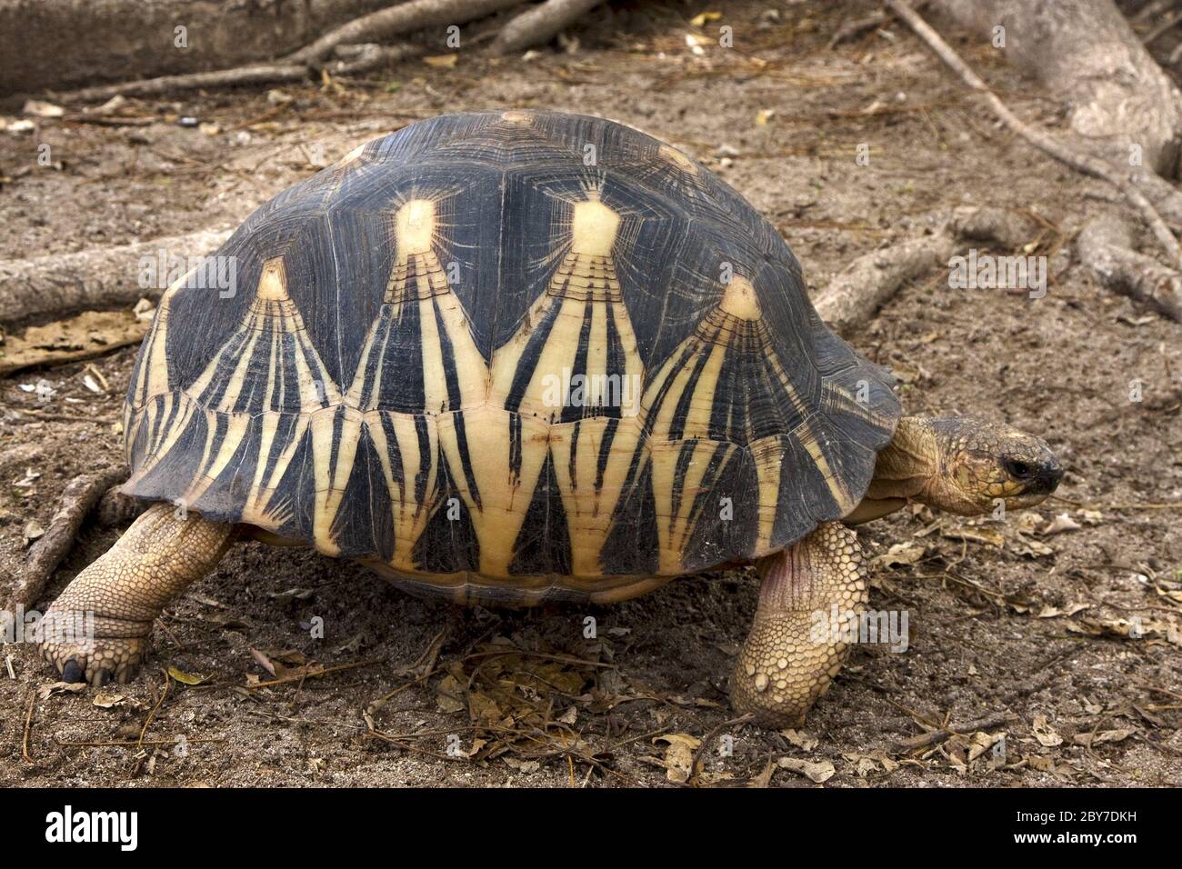 Turtle madagascar hi-res stock photography and images - Alamy