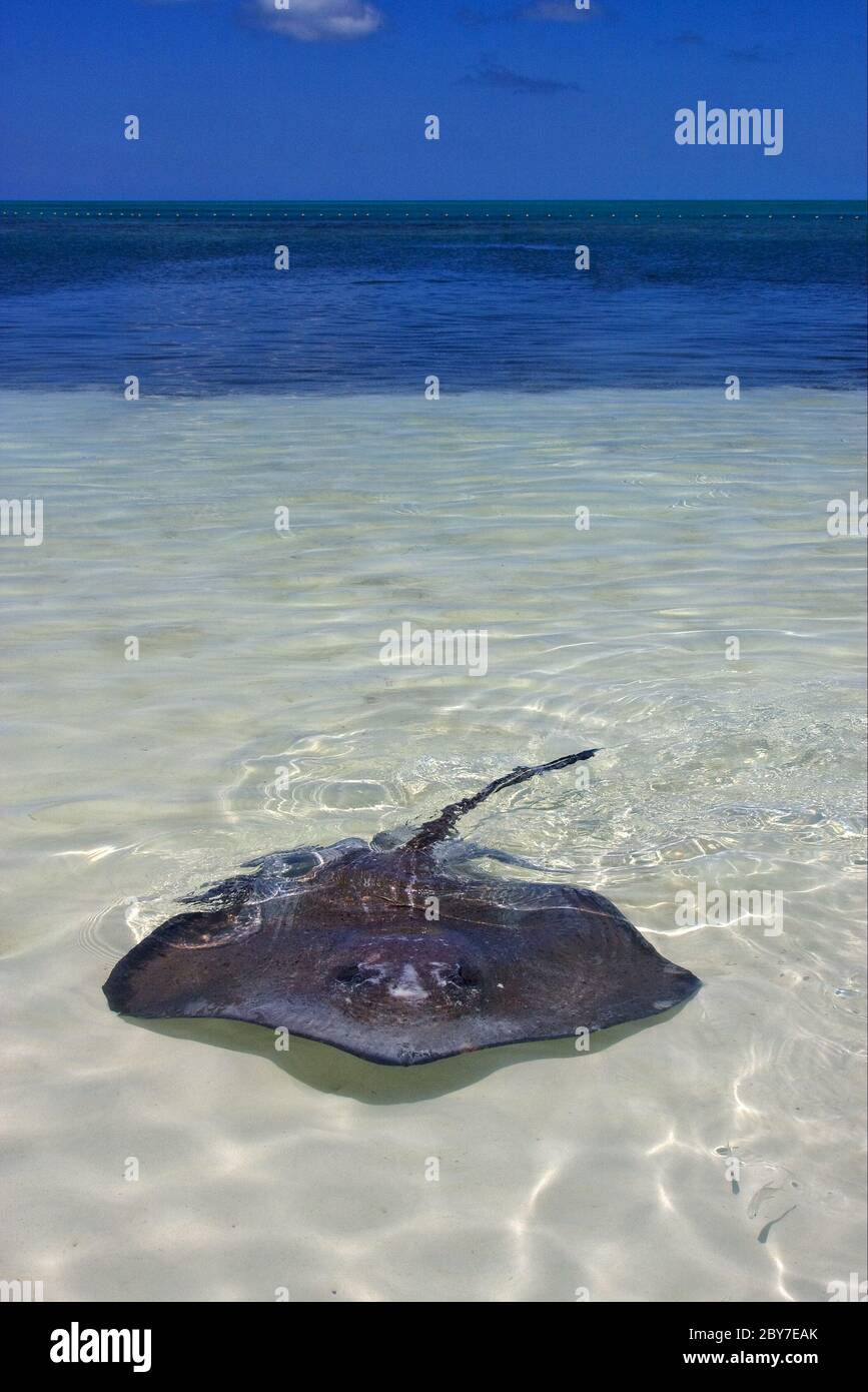 isla contoy and a raza in mexico Stock Photo - Alamy