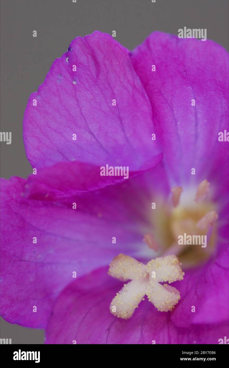 Carnation garofano hi-res stock photography and images - Alamy