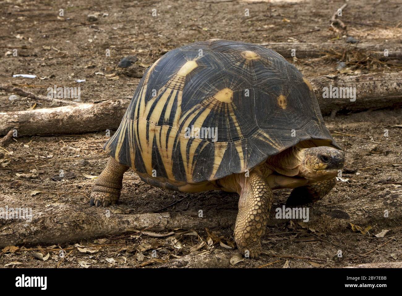 turtle in earth Stock Photo - Alamy
