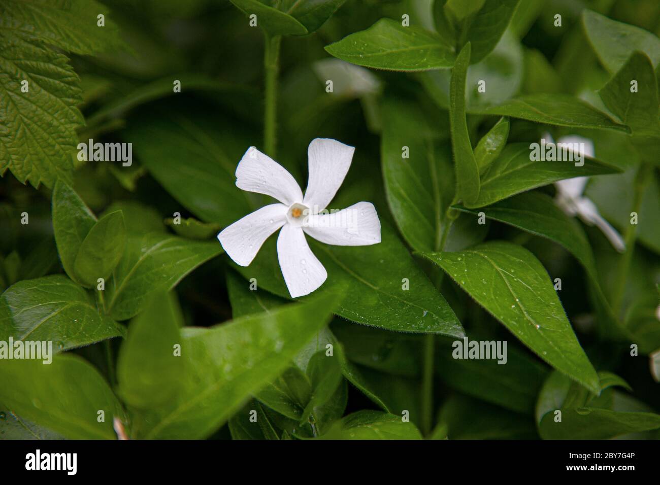 White periwinkle flower hi-res stock photography and images - Alamy