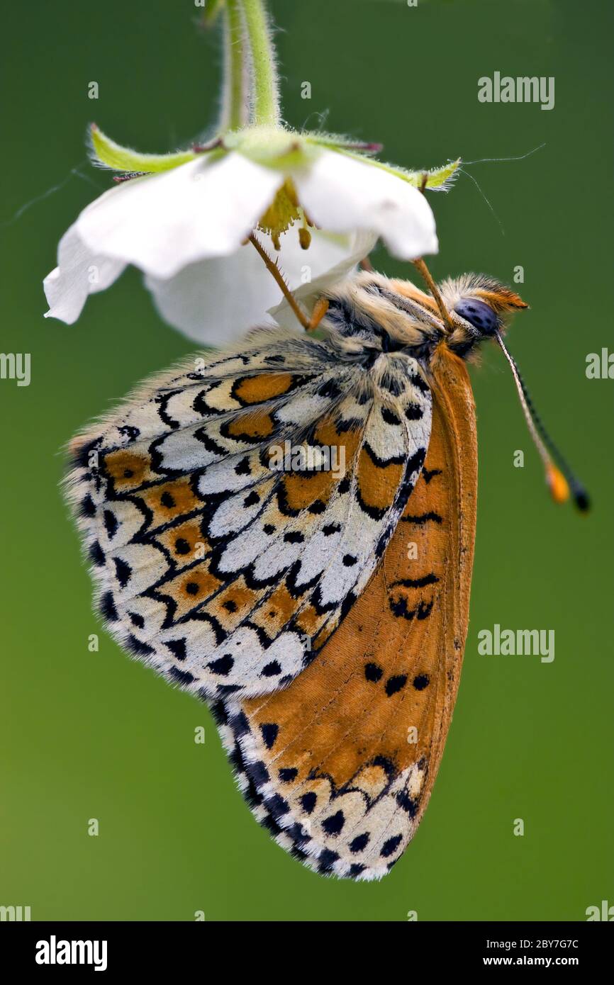 a butterfly in a flower Stock Photo - Alamy