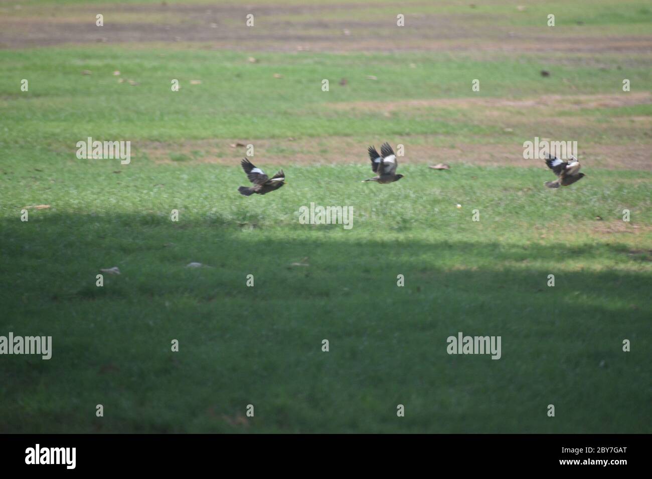 Three birds flying in a field. Picture of birds flying.A bird of the ...