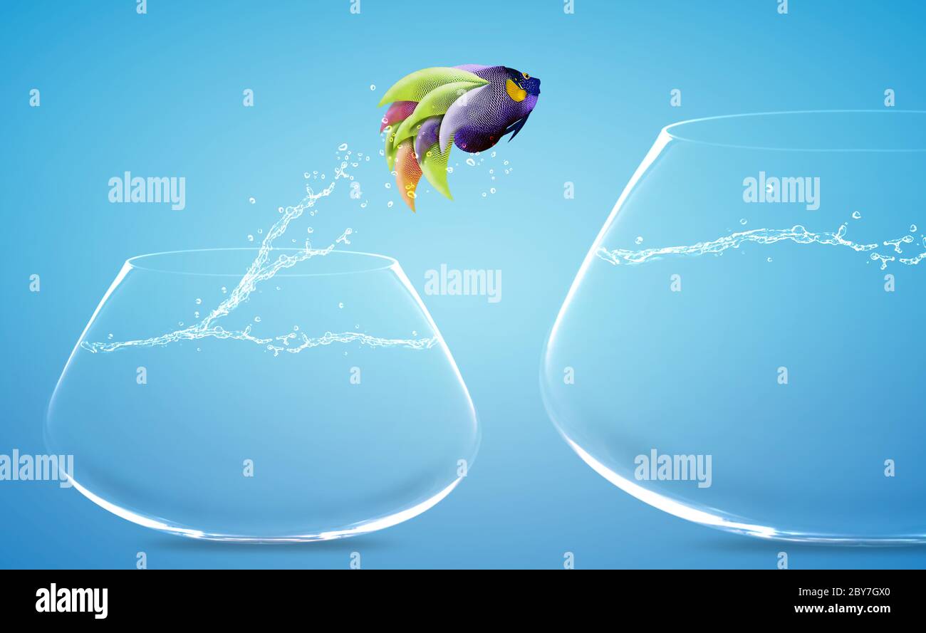 Angelfish jumping to other bowl Stock Photo - Alamy