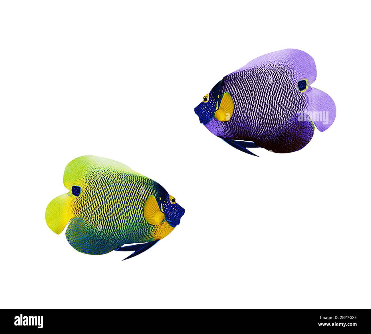 Imperial fish Cut Out Stock Images & Pictures - Alamy