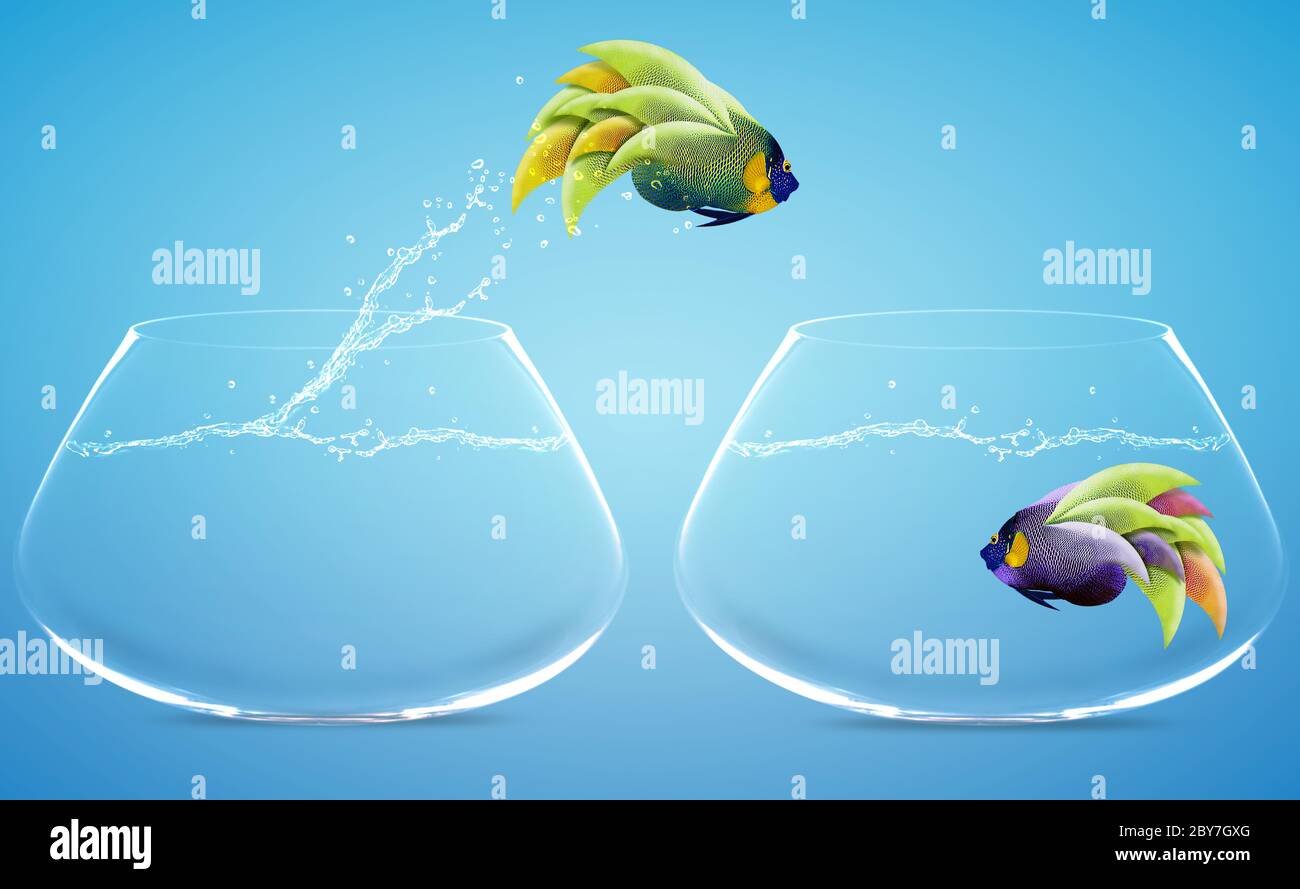 Angelfish jumping to other bowl Stock Photo - Alamy