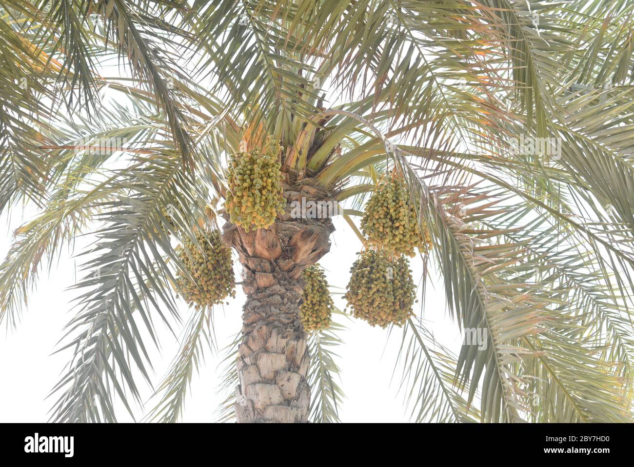 Ripening dates hanging from a date palm tree in Abu Dhabi Stock Photo ...