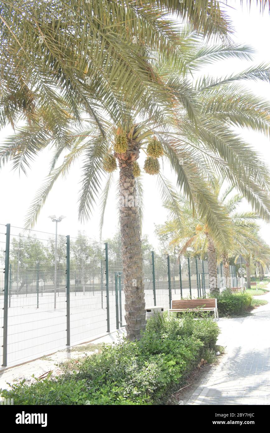 Date palm abu dhabi hi-res stock photography and images - Alamy