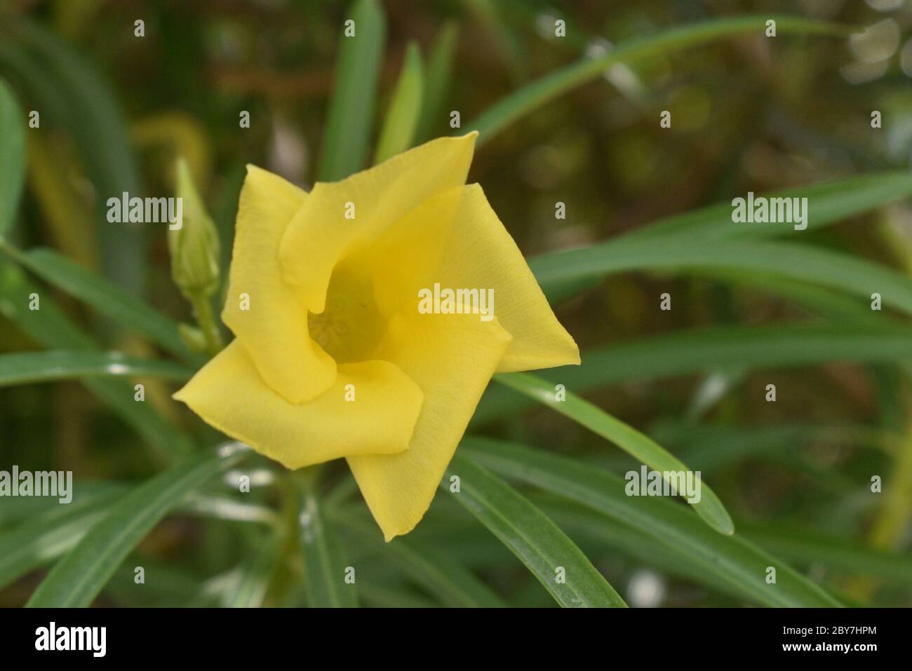 Cascabela thevetia is a poisonous plant native throughout Mexico and in ...