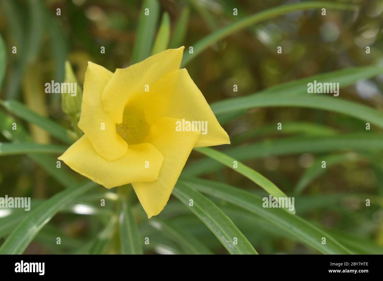 Cascabela thevetia is a poisonous plant native throughout Mexico and in ...