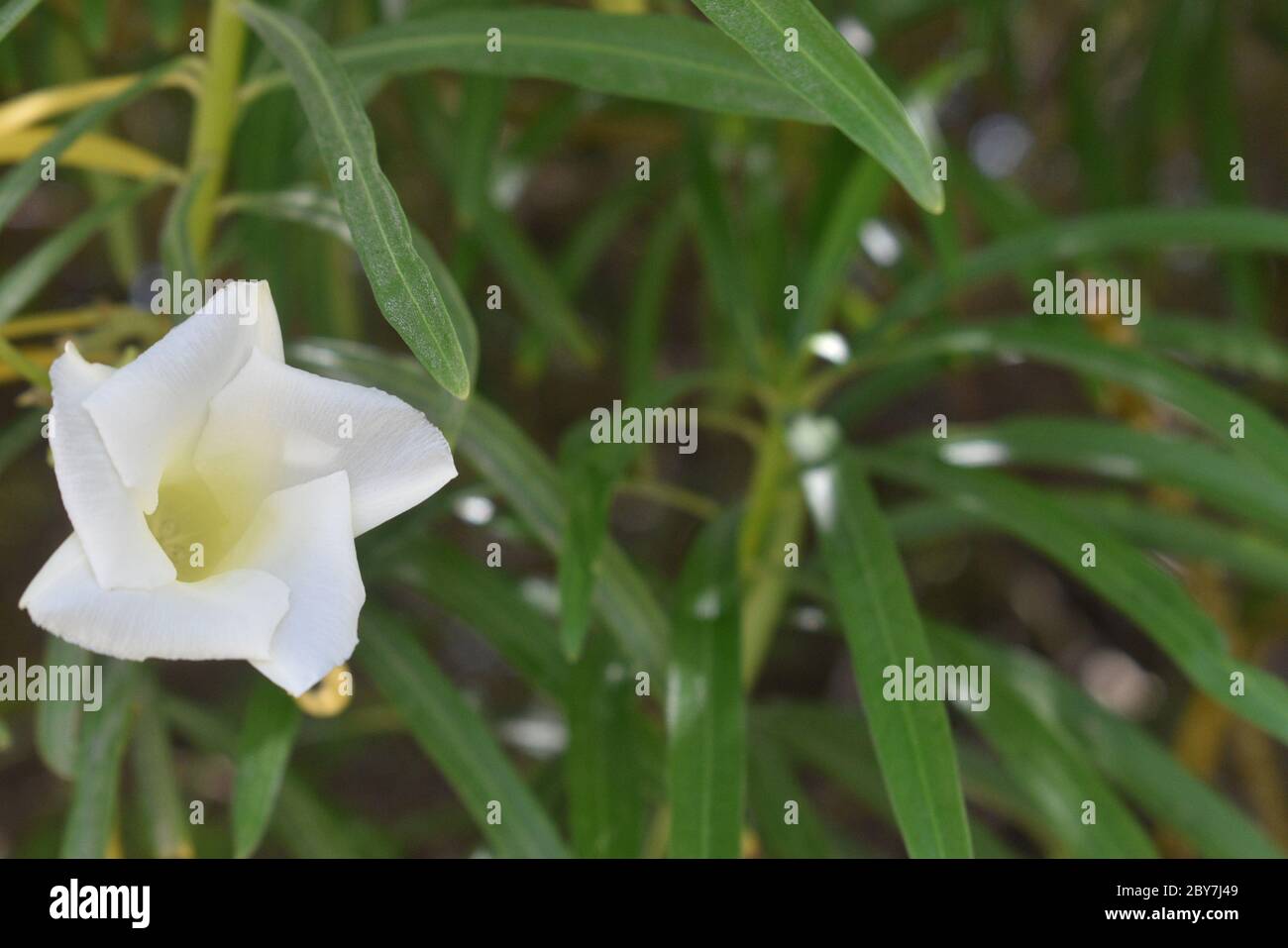 Cascabela thevetia is a poisonous plant native throughout Mexico and in ...