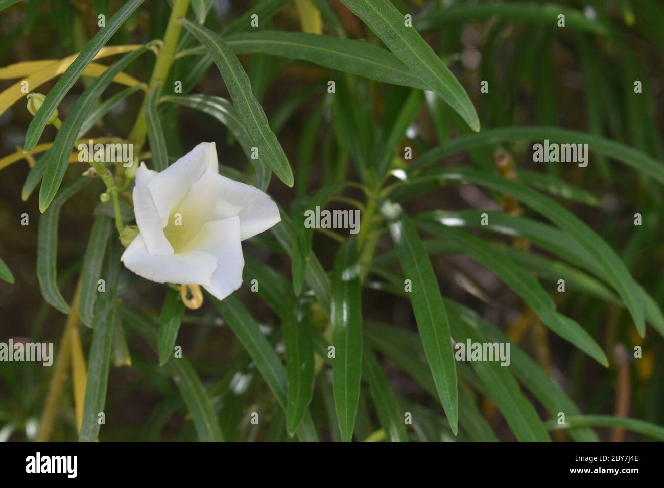Cascabela thevetia is a poisonous plant native throughout Mexico and in ...