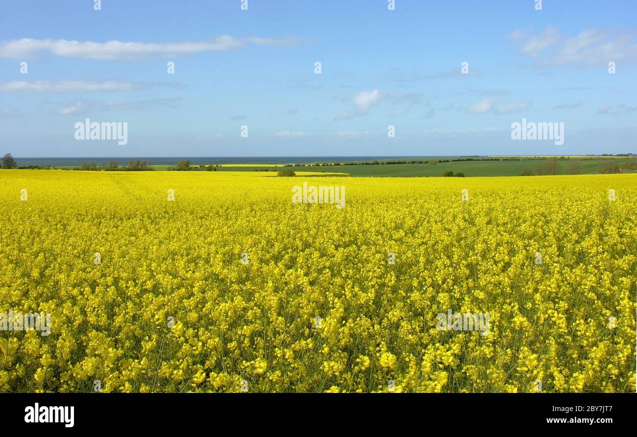 field of canola, rape Stock Photo - Alamy