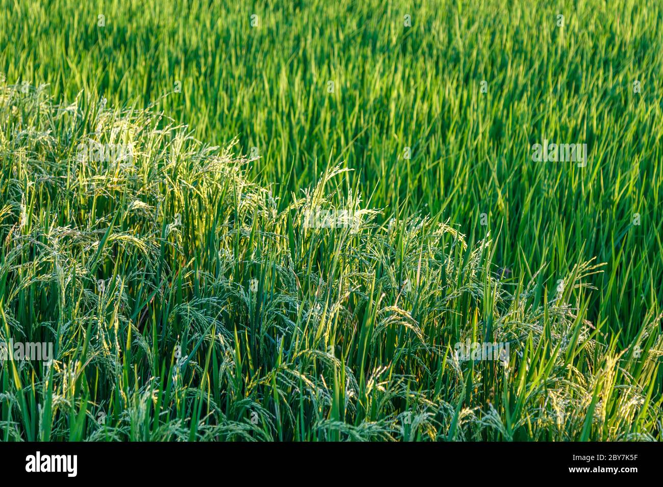 Rice field at two stages: ripe rice ready for harvesting and young ...