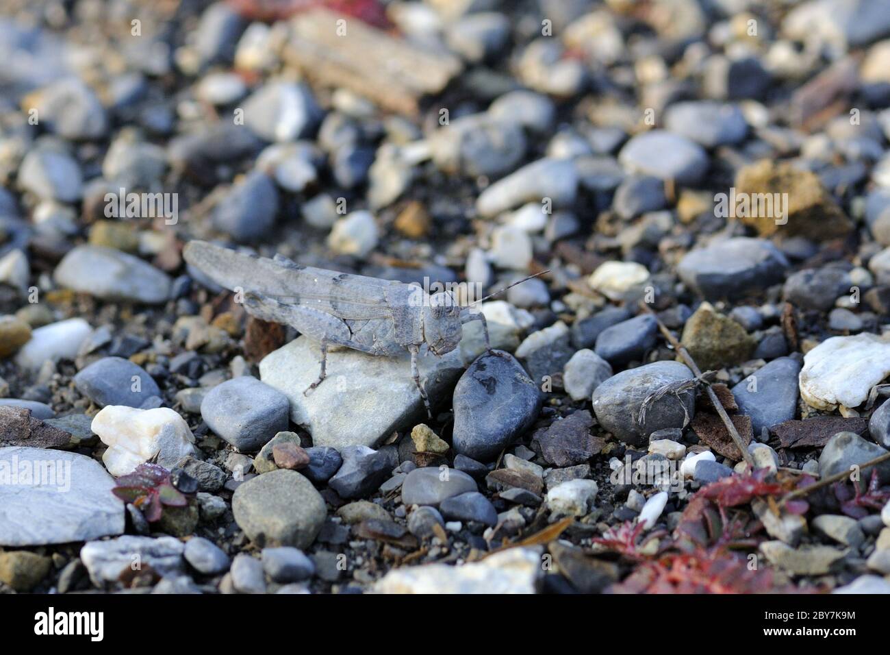 Blue-winged Grasshopper Insect Stock Photo - Alamy