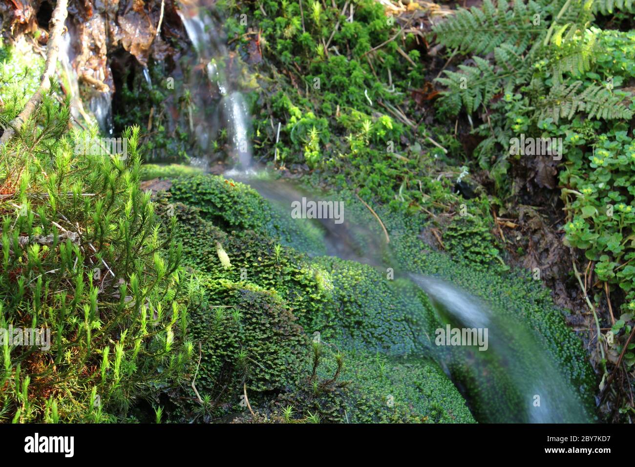 Stream of water trickling over moss and vegetation, Corris, Mid Wales ...