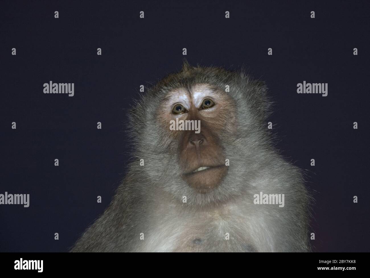 The monkey and the monk hi-res stock photography and images - Alamy