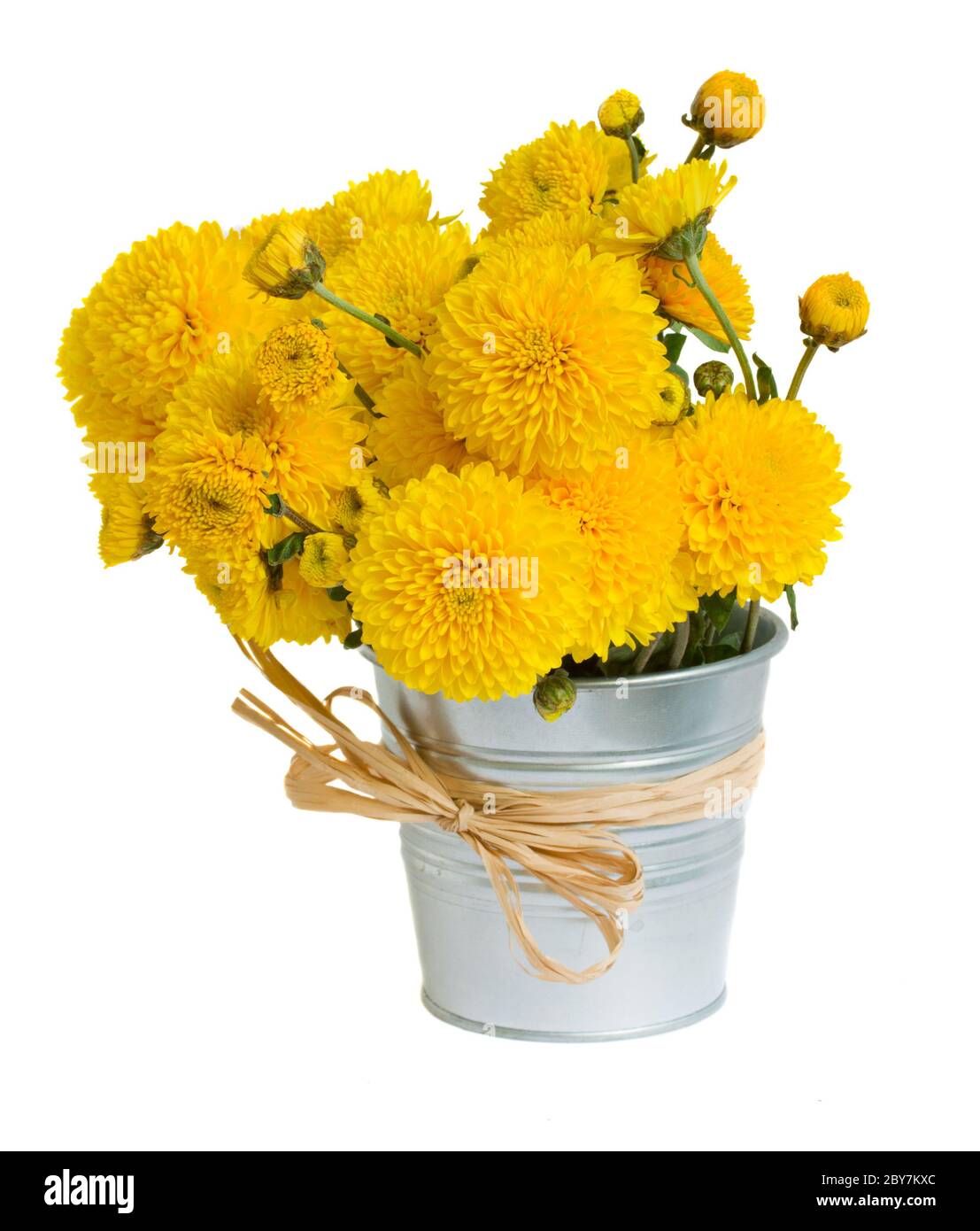 Pot mums hi-res stock photography and images - Alamy