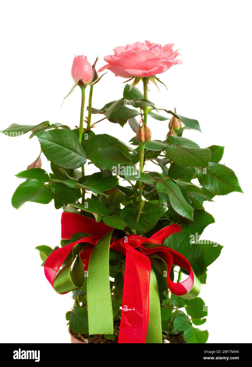 Rose bows hi-res stock photography and images - Alamy