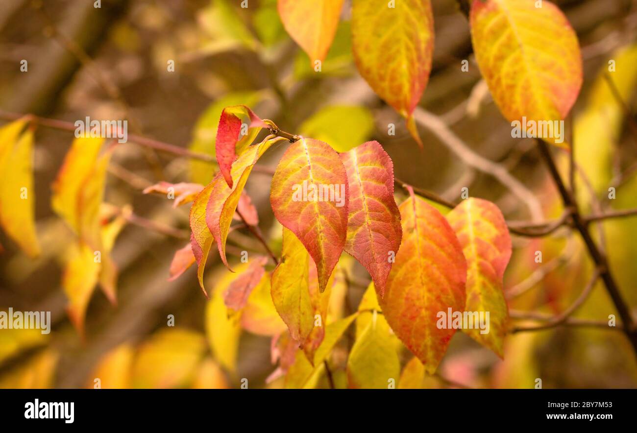 autumn nature colors in park Stock Photo - Alamy