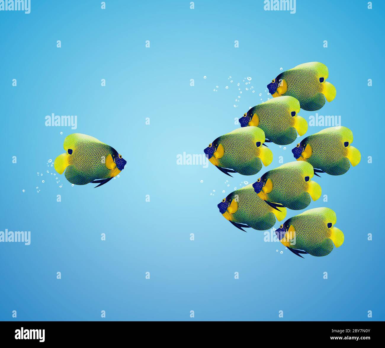 big angelfish leading group of angelfish Stock Photo - Alamy