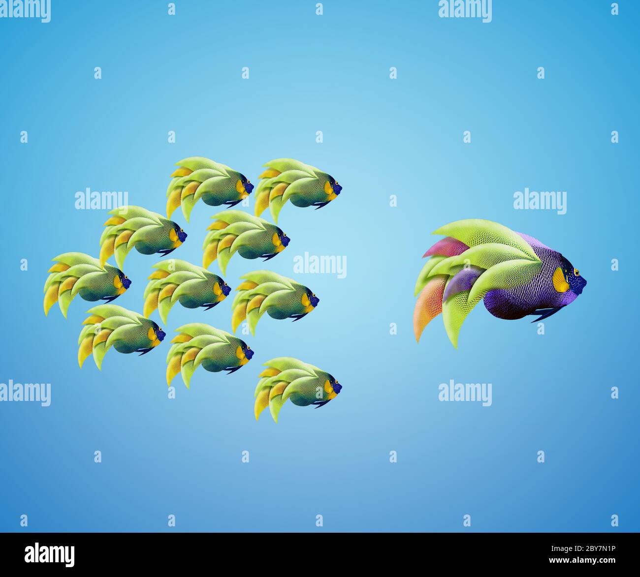 big angelfish leading group of angelfish Stock Photo - Alamy