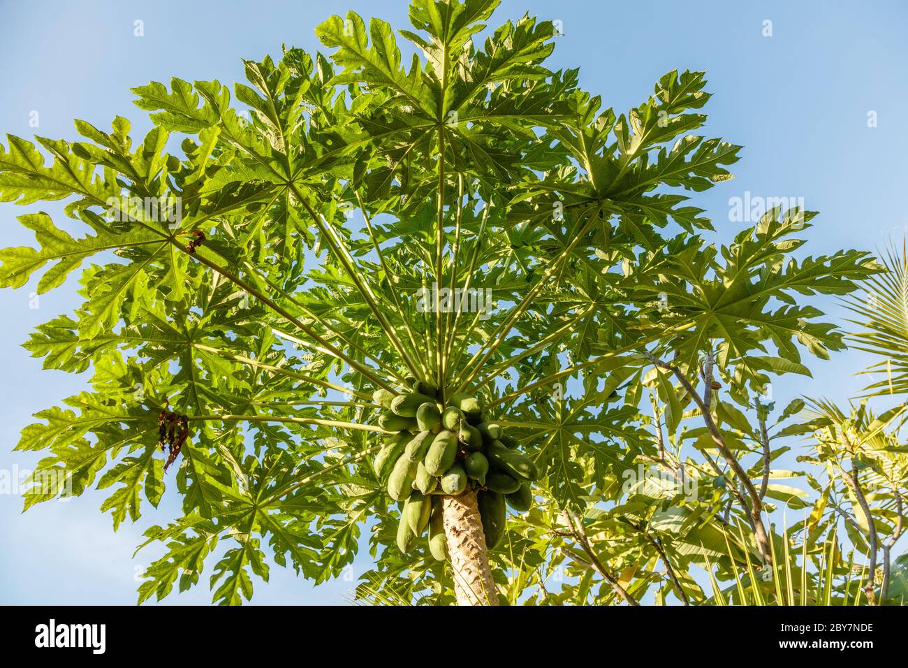 Papaya tree with flowers and young fruit. Bali, Indonesia Stock Photo ...