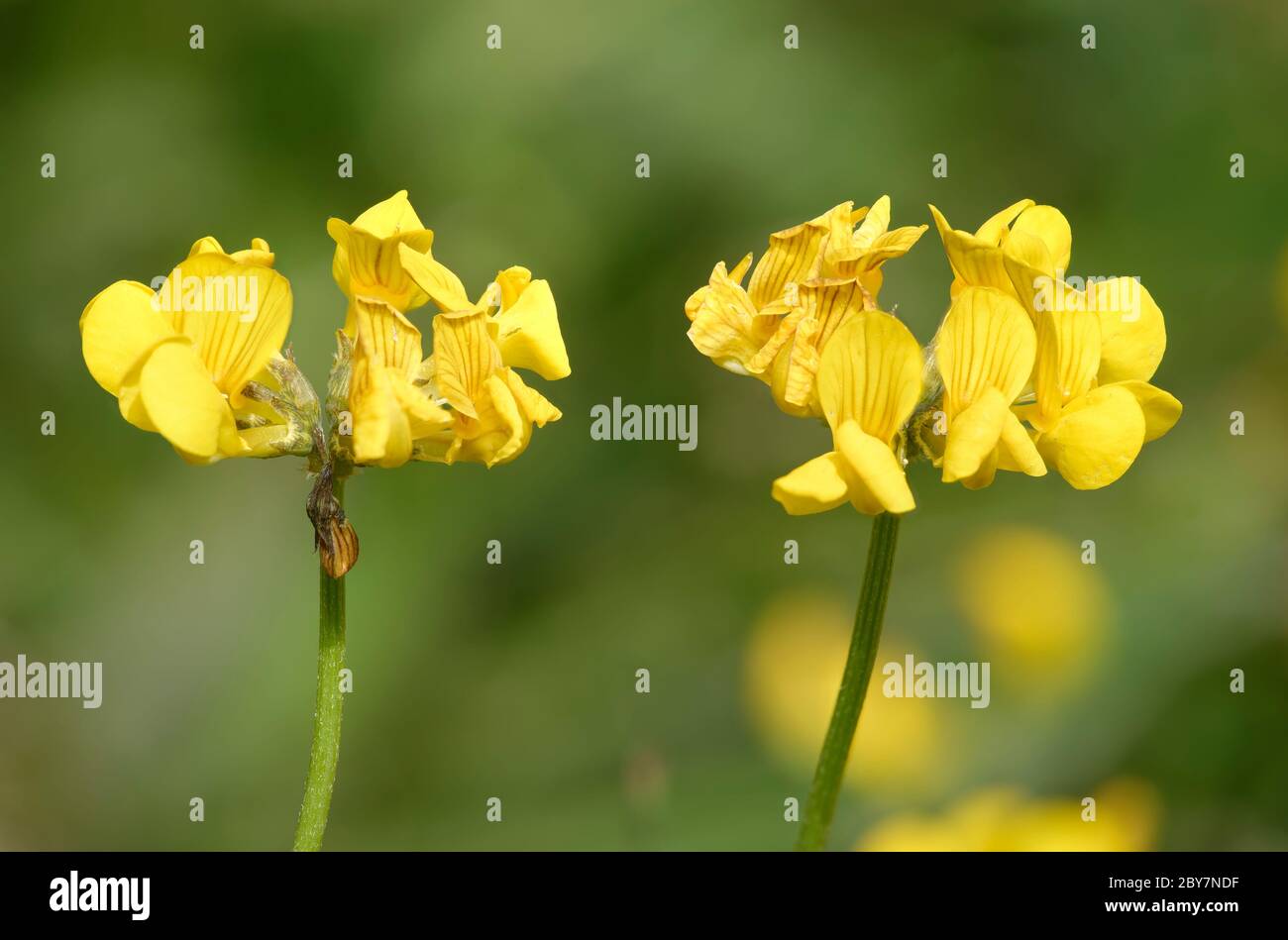 Horseshoe Vetch - Hippocrepis comosa Two flower heads Stock Photo - Alamy