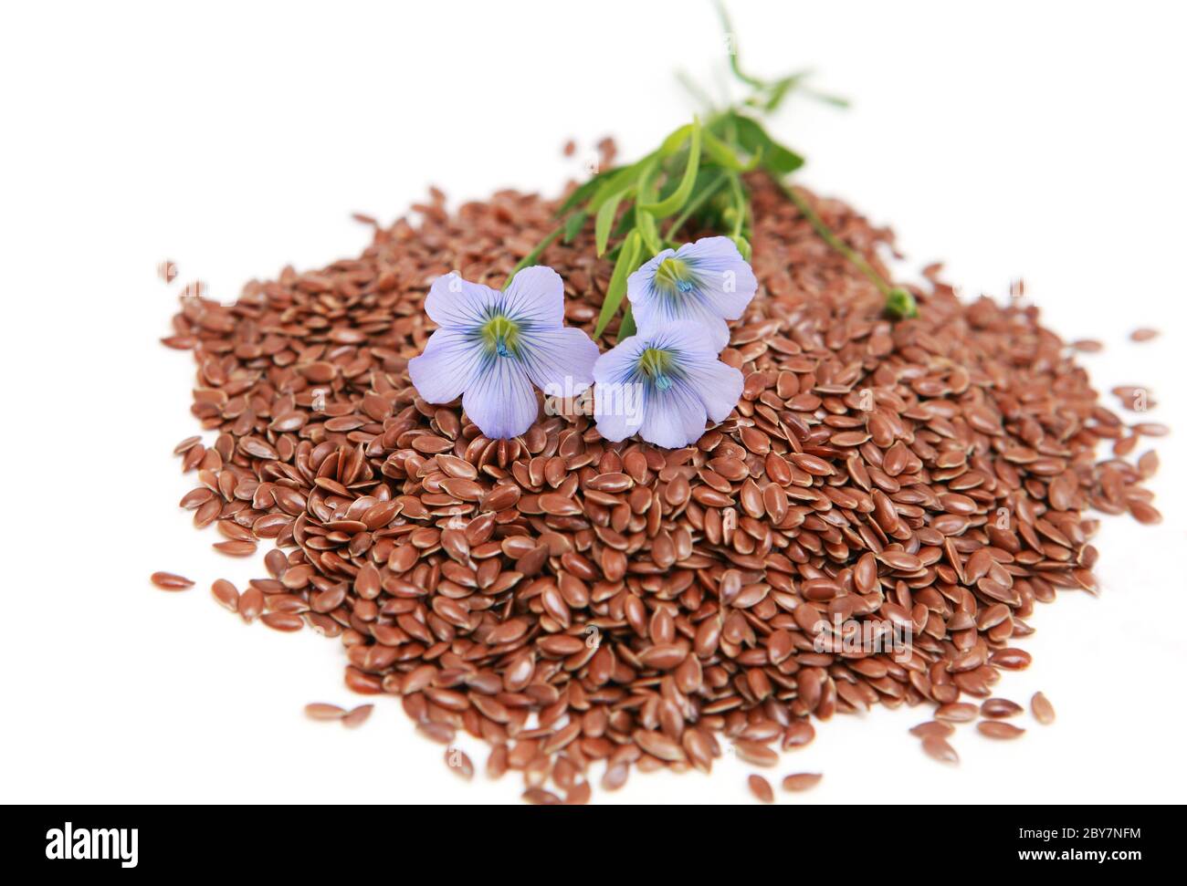 Linum usitatissimum - common flax Stock Photo - Alamy