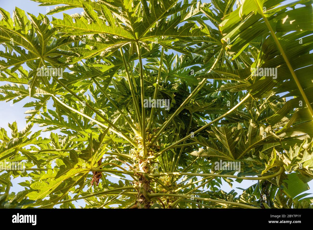 Papaya tree with flowers and young fruit. Bali, Indonesia Stock Photo ...