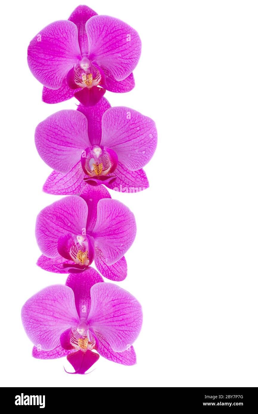 flowers of orchid border Stock Photo - Alamy