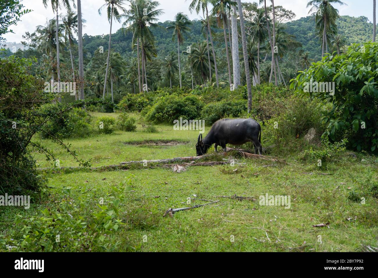 A buffalo with large horns grazes on the lawn in a green tropical ...