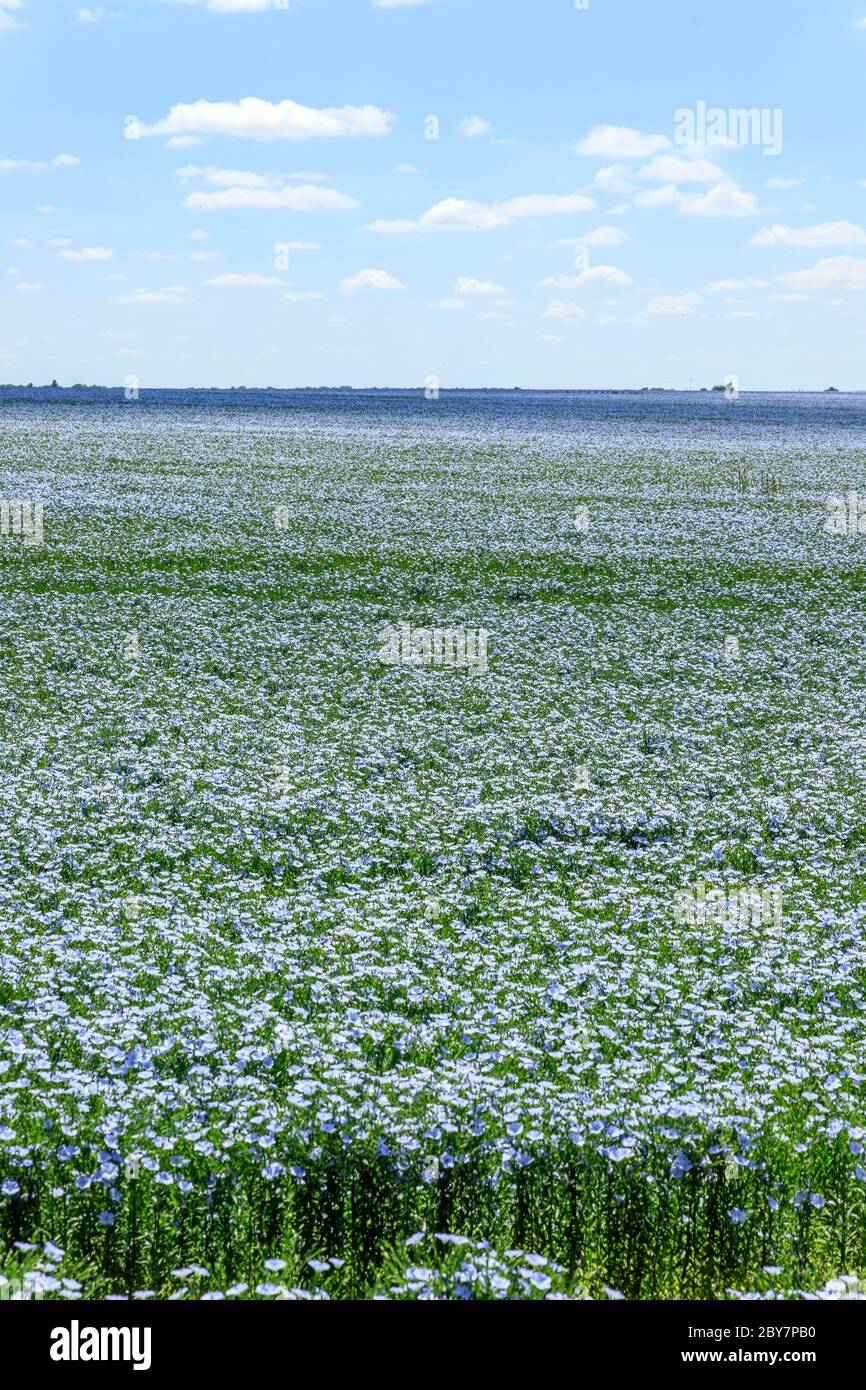 Champ de lin hi-res stock photography and images - Alamy
