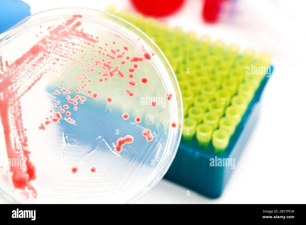 genetically modified microorganisms Stock Photo - Alamy