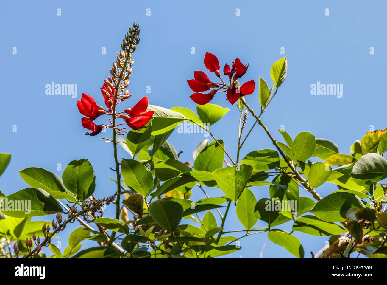 Indian coral tree plant hi-res stock photography and images - Alamy