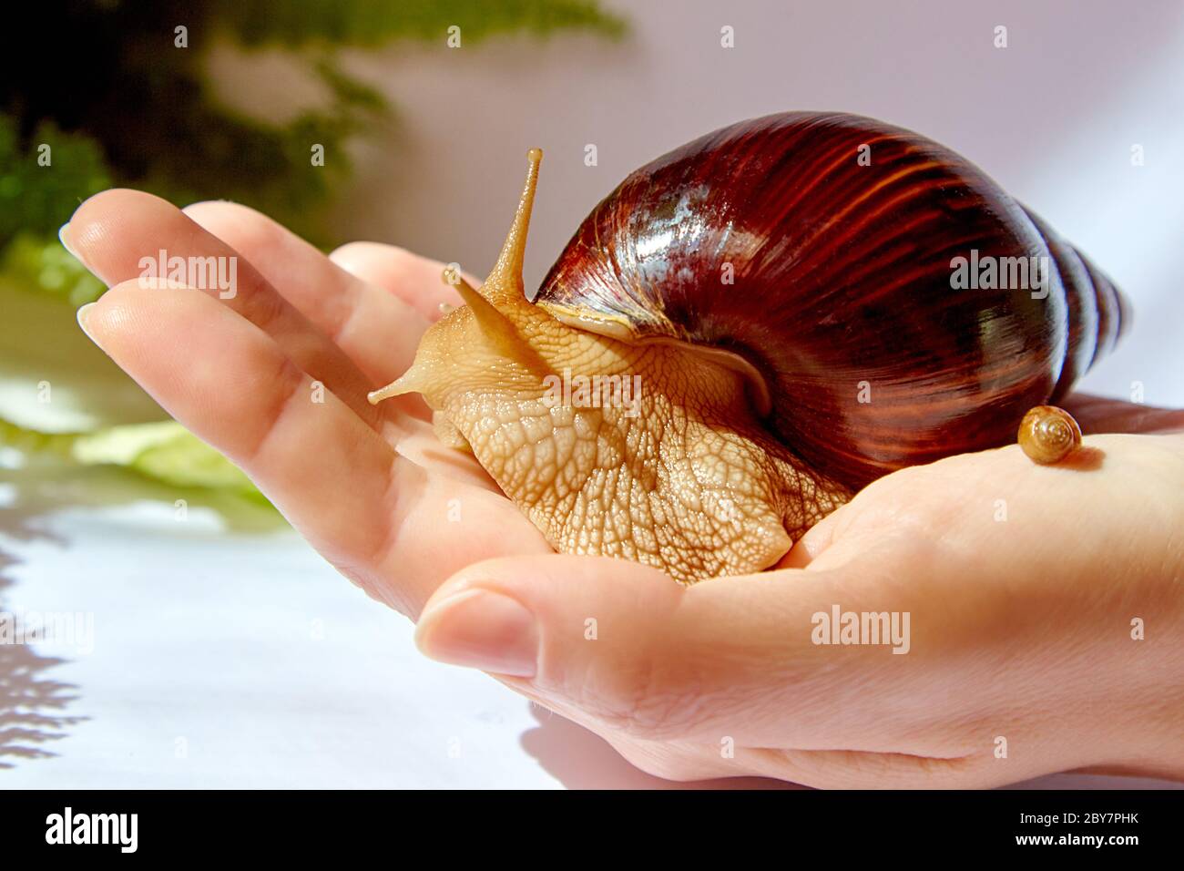 A small and a big Achatina snails with a dark brown shiny shell on a ...