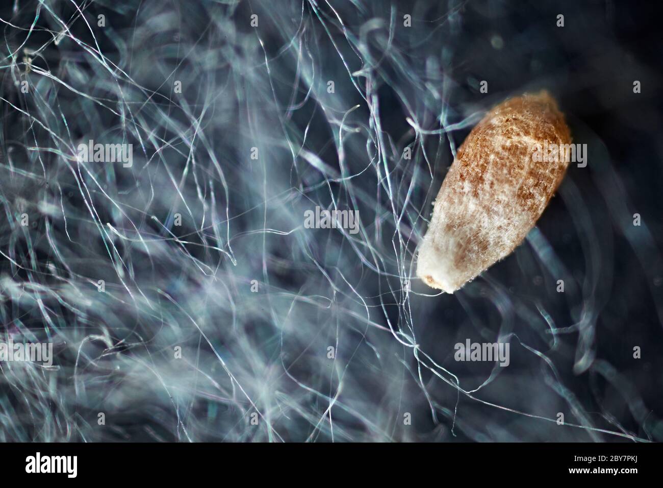 poplar fluff under a microscope and a seed Stock Photo - Alamy