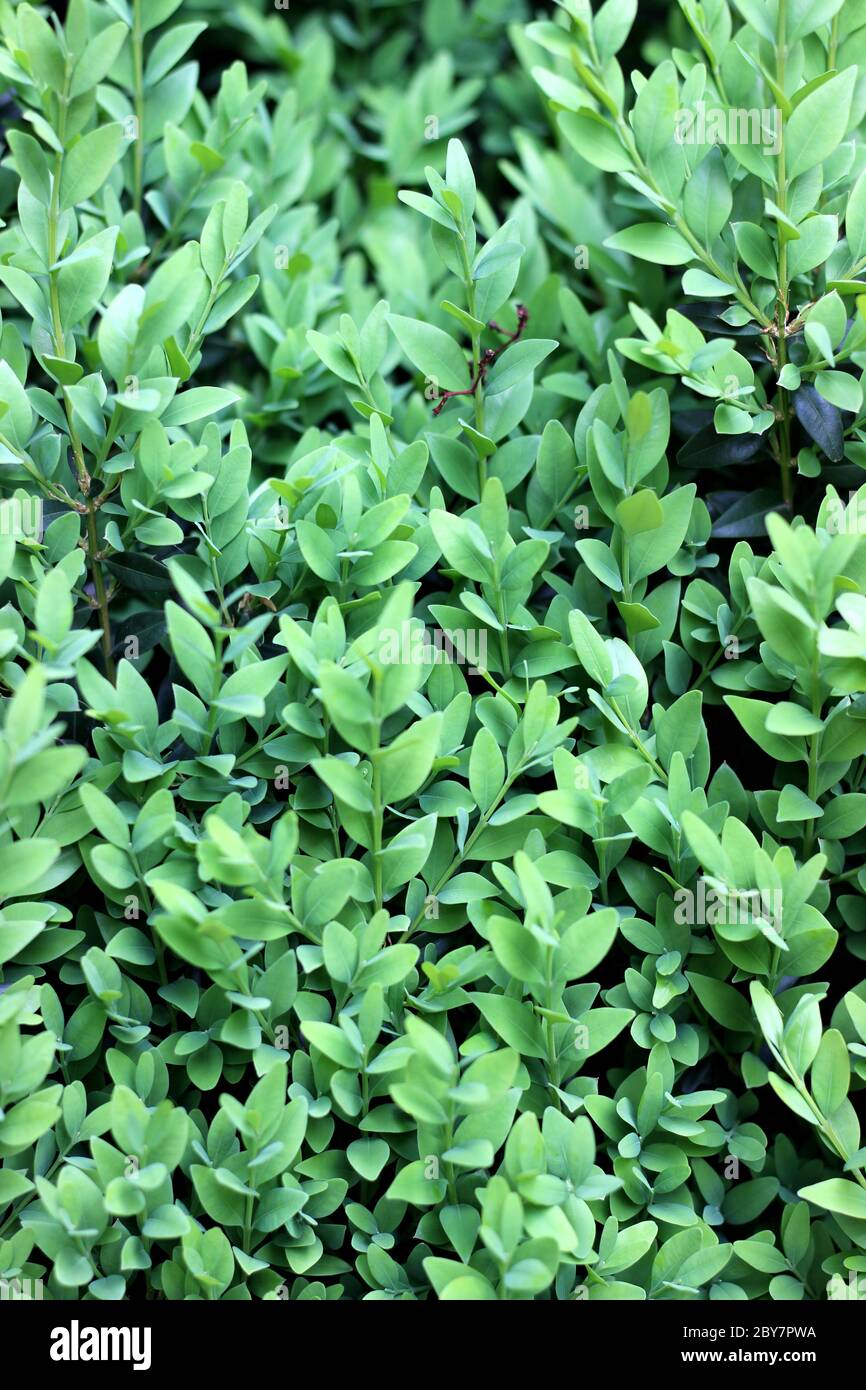 Background with box tree Stock Photo - Alamy